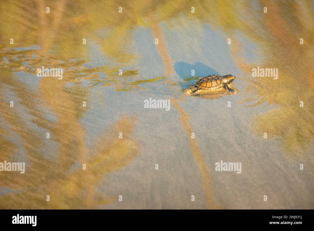 Baby leatherback turtle hatchling traveling towards the beach in ...