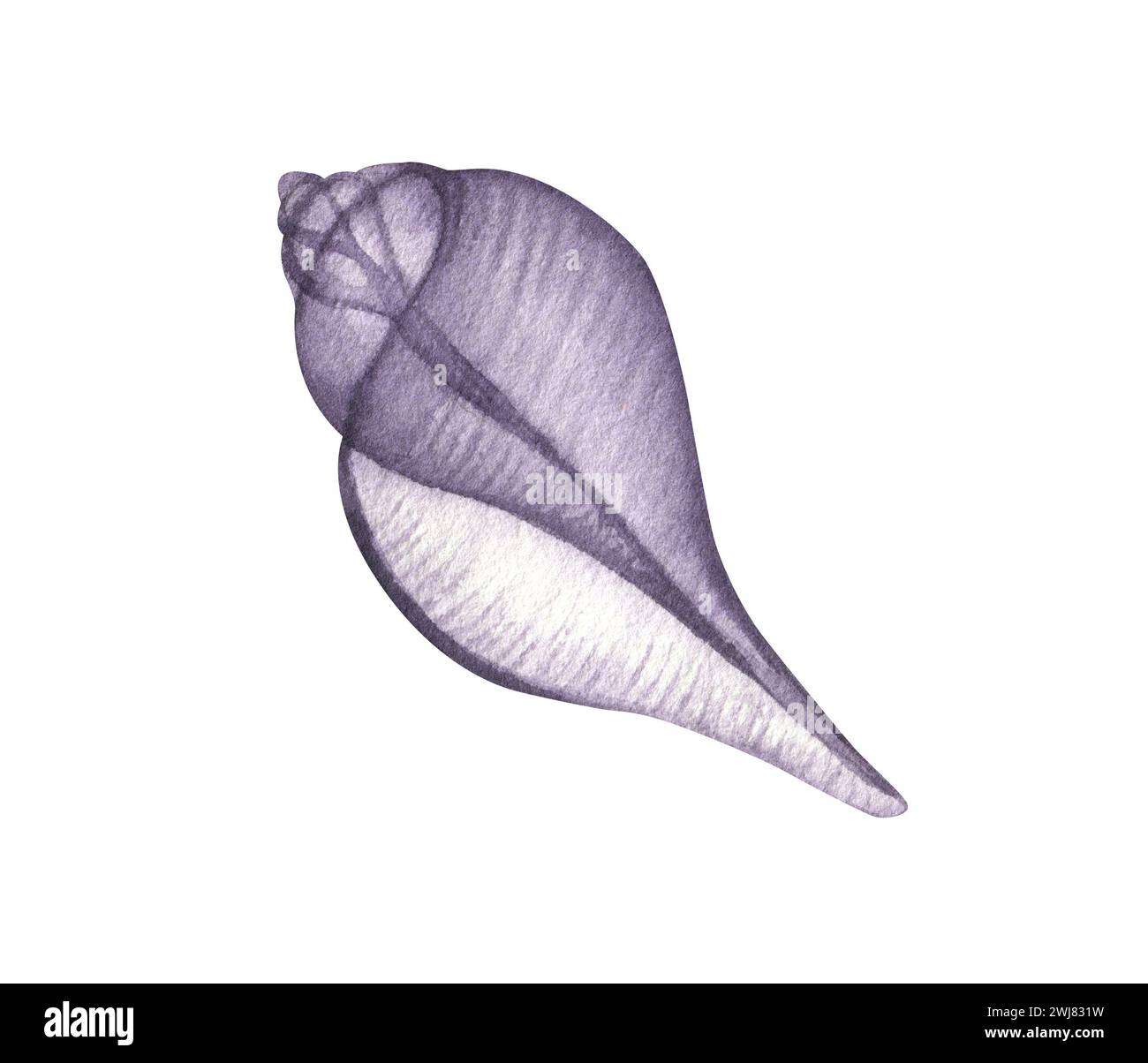 Watercolor nautical illustration, violet transparent shells. Drawing on ...