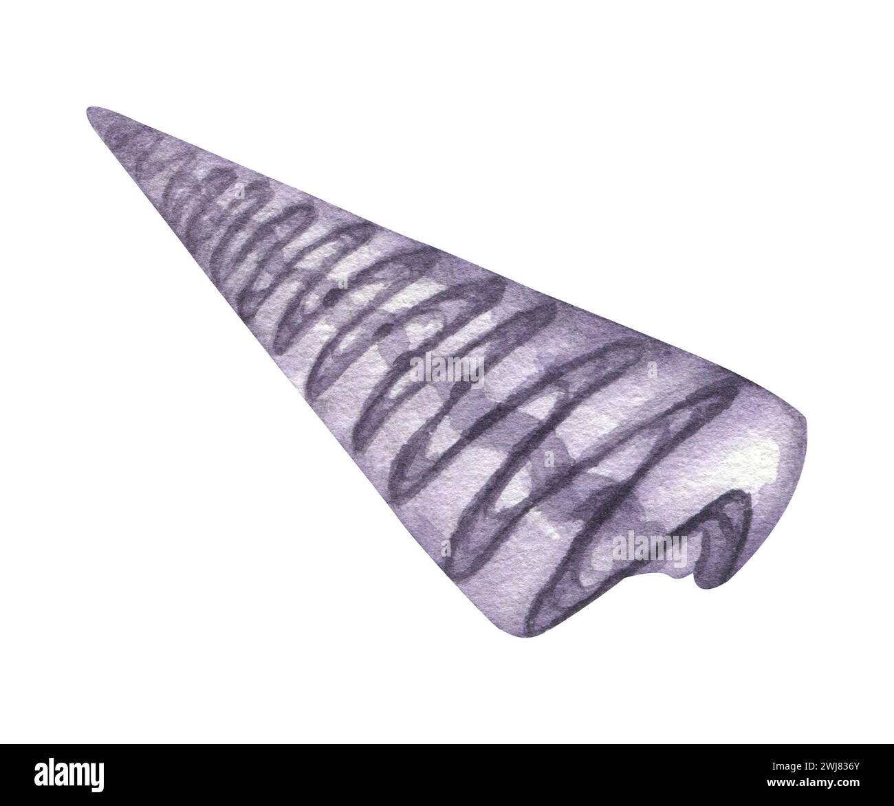 Watercolor nautical illustration, violet transparent shells. Drawing on ...