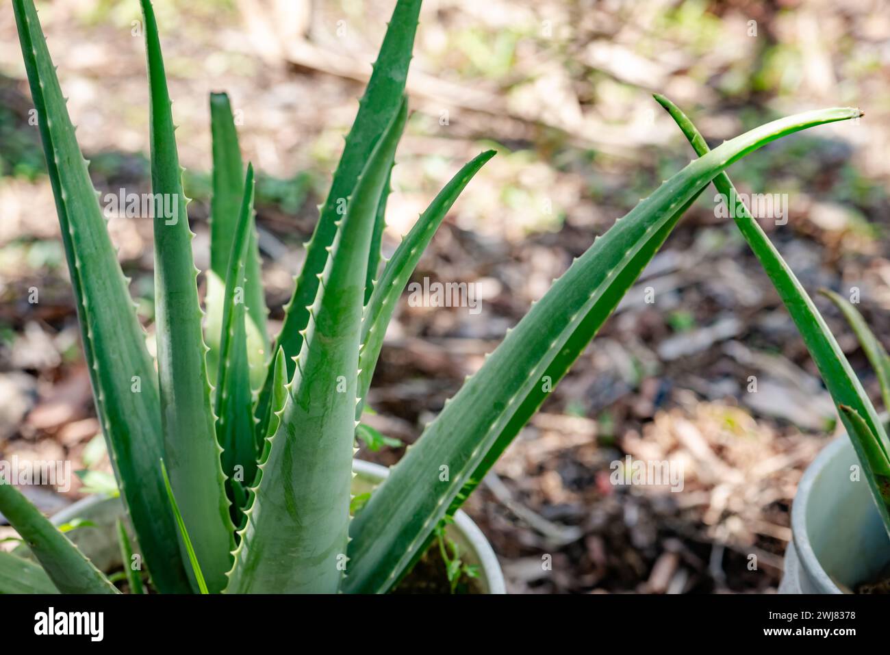 Aloe Vera plant pot bucket home gardening medicinal plant evergreen ...