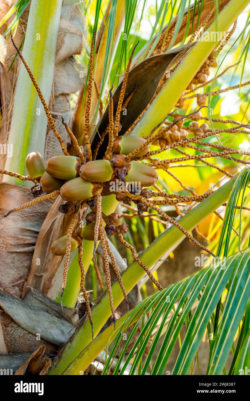 Baby coconut bunch on tree small growing young fruit undeveloped ...