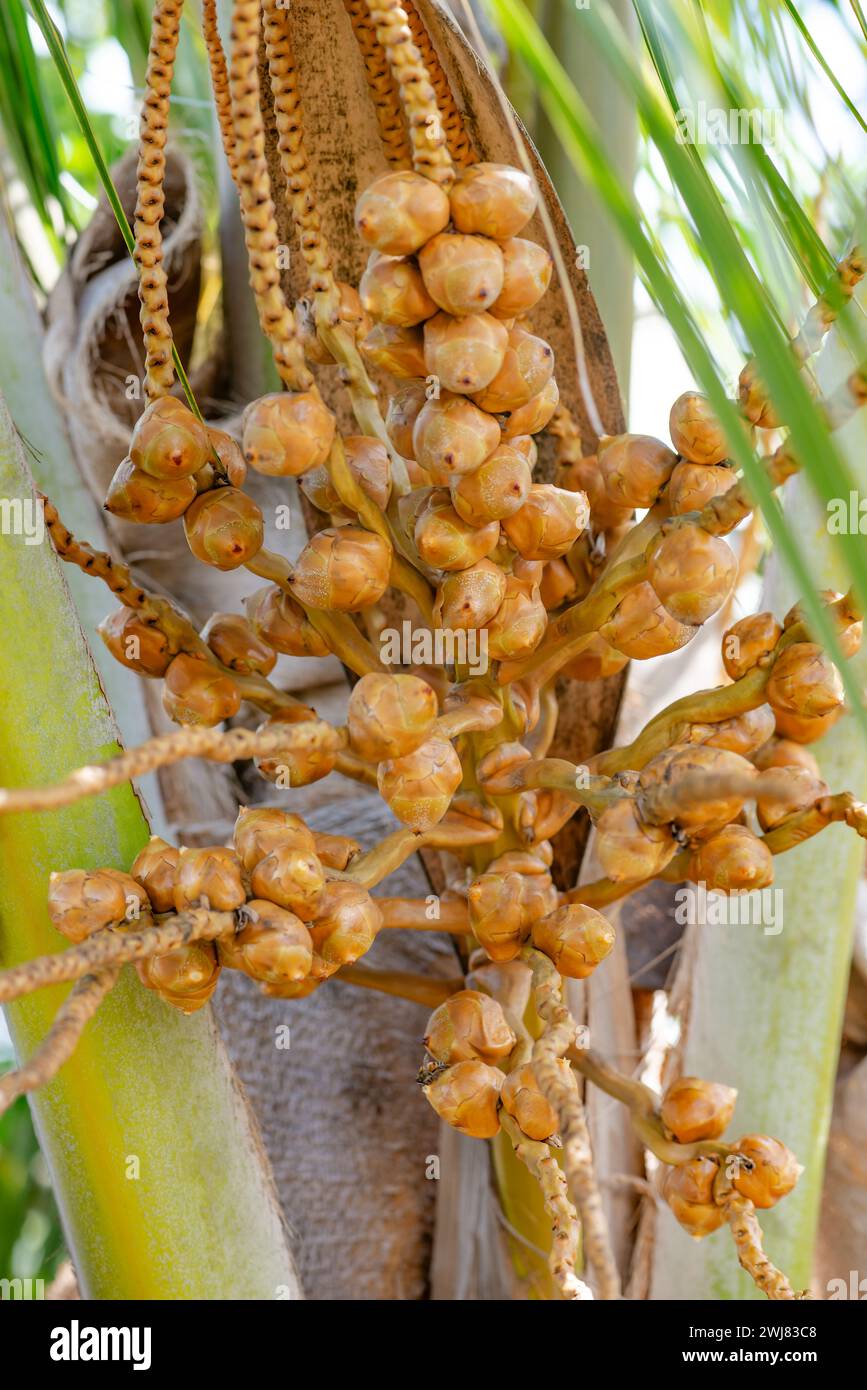 Baby coconut bunch on tree small growing young fruit undeveloped ...