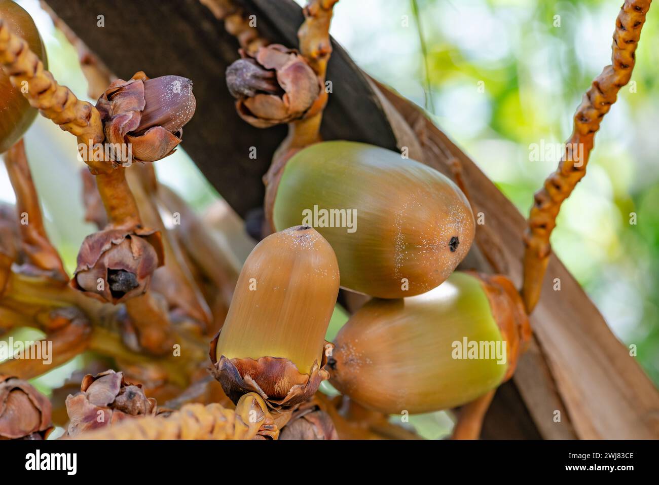 Baby coconut bunch on tree small growing young fruit undeveloped ...