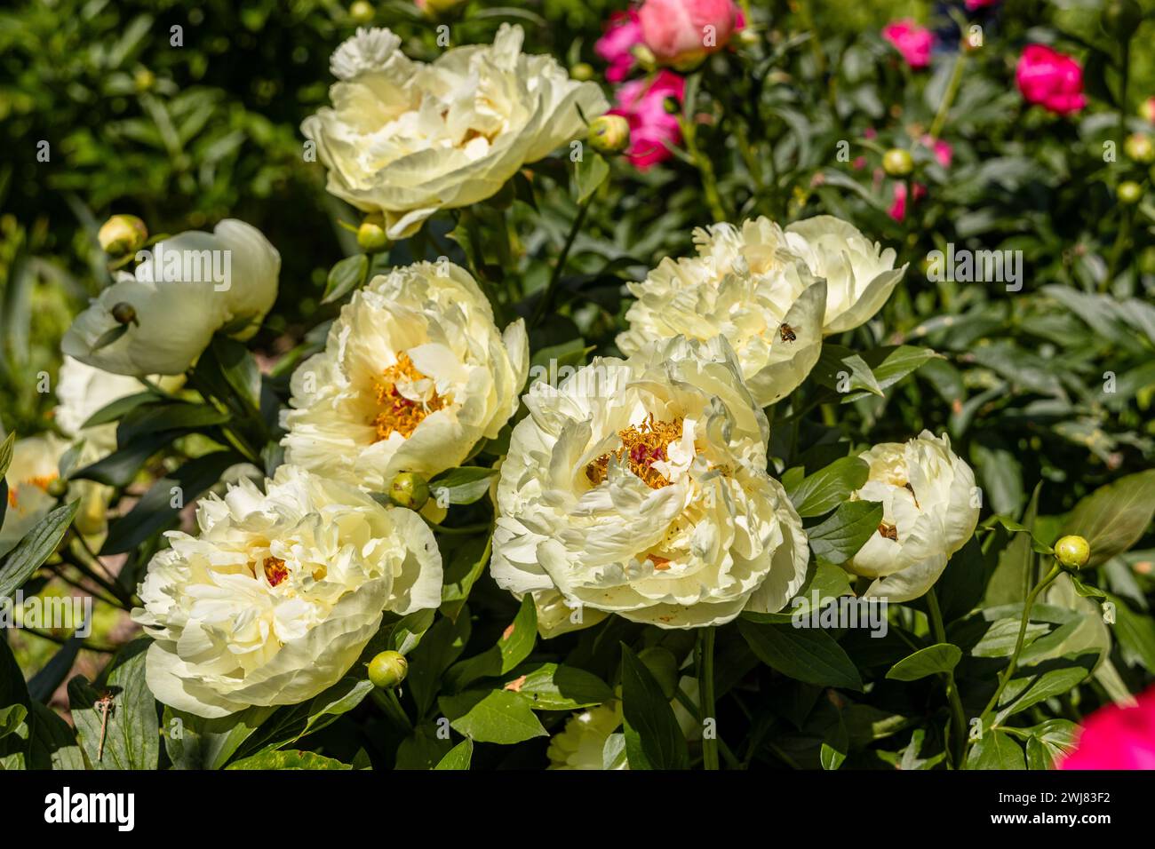 Paeonia, peony Lemon Chiffon blooms in the garden in summer Stock Photo ...
