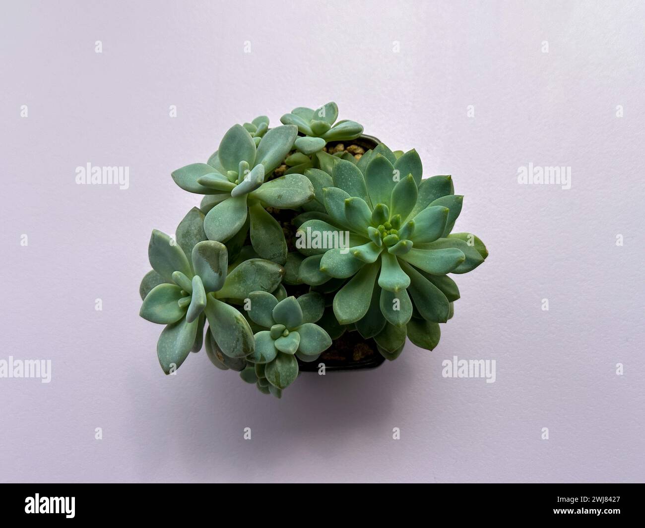 Beautiful succulent potted plant, stone lotus, Echeveria, light purple ...