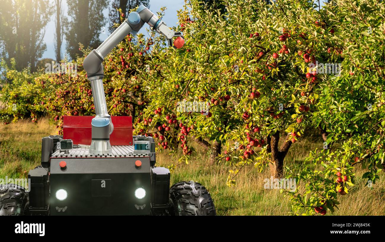 Autonomous robot harvester with robotic arm harvesting apples on a ...
