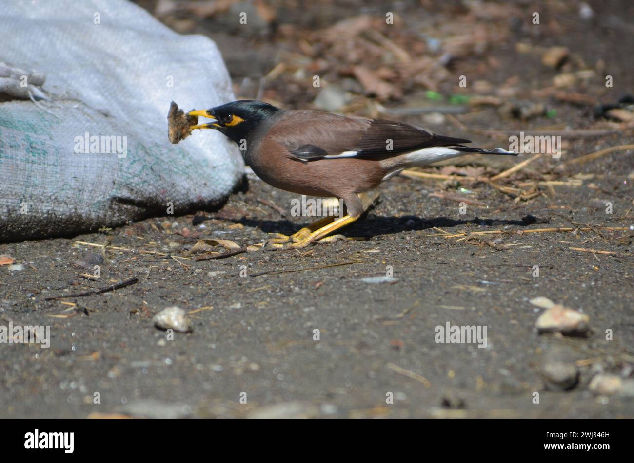 Dove (maina) and King bird Stock Photo - Alamy