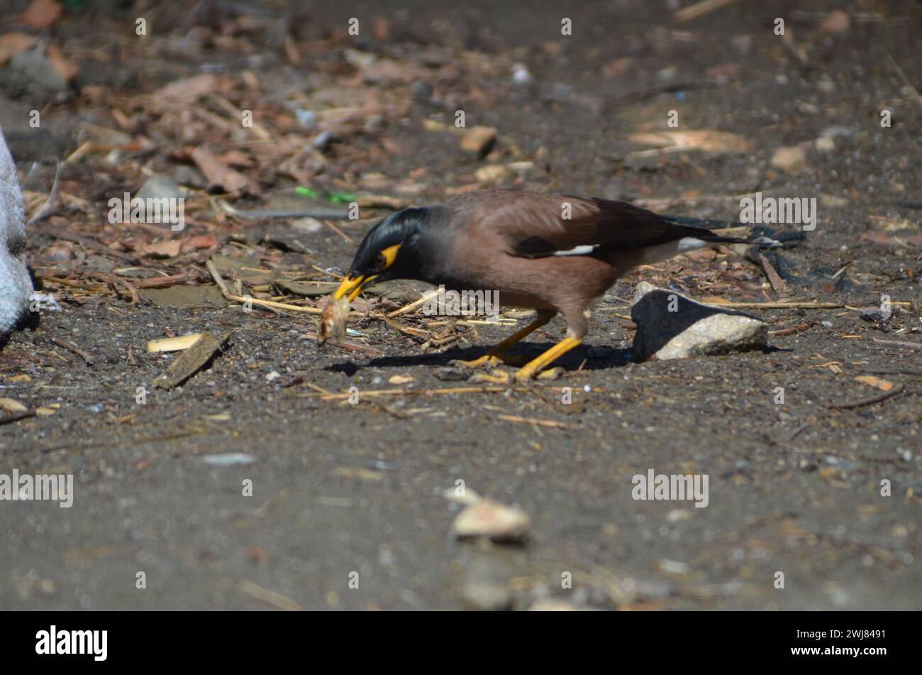 Vector dove hi-res stock photography and images - Alamy
