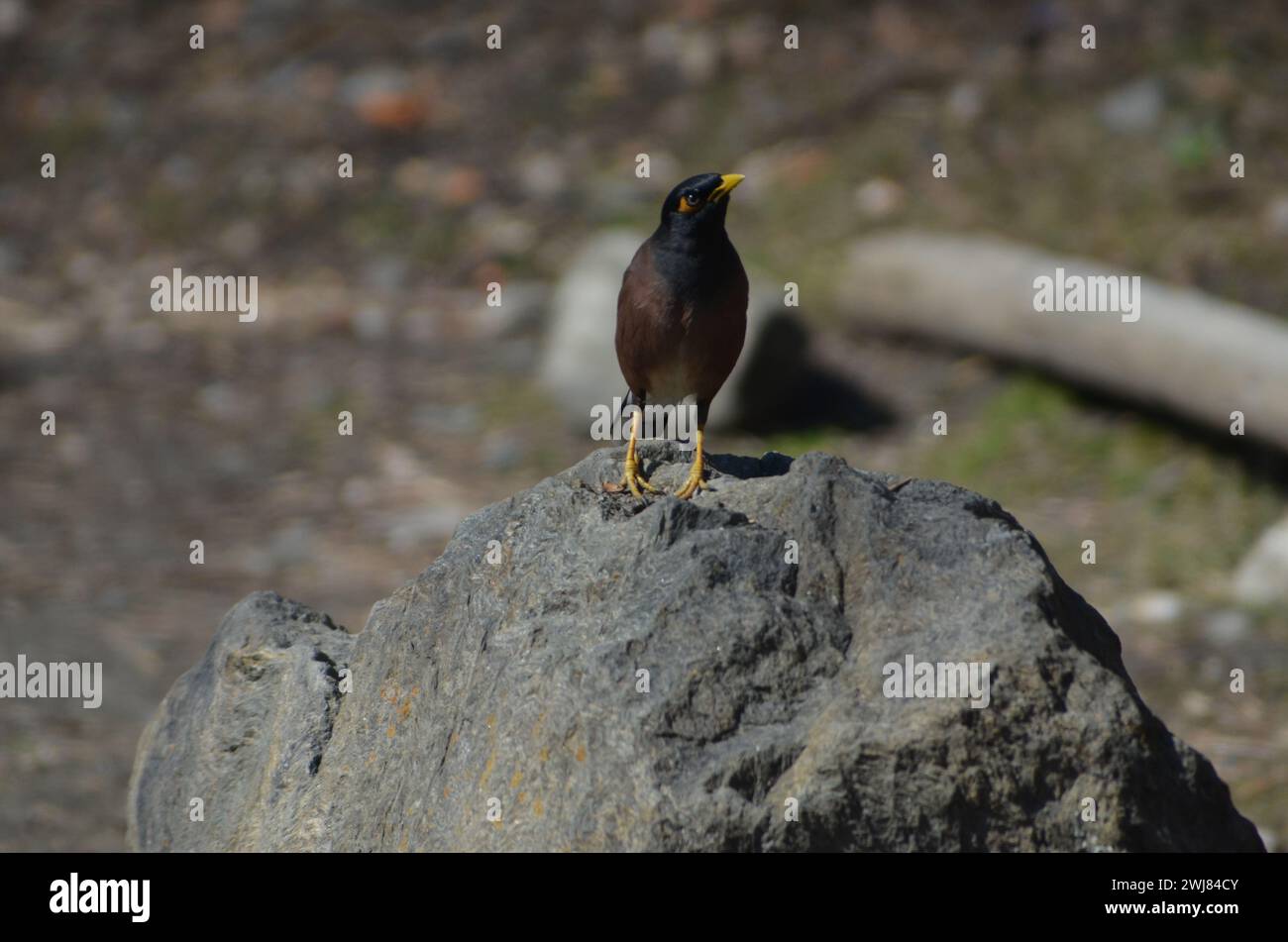 Maina bird hi-res stock photography and images - Alamy