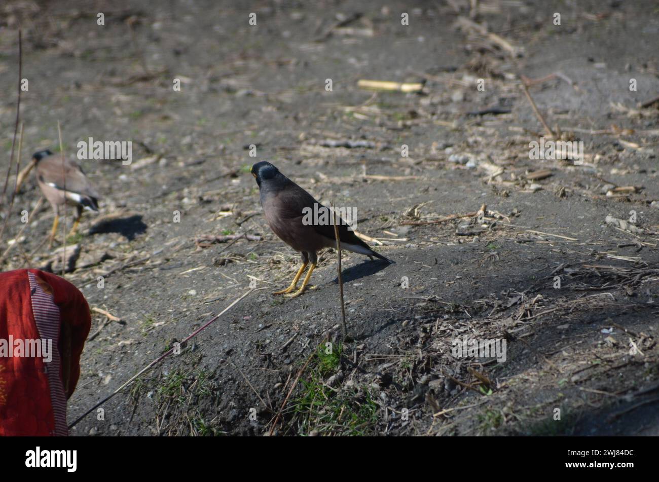 Dove (maina) and King bird Stock Photo - Alamy