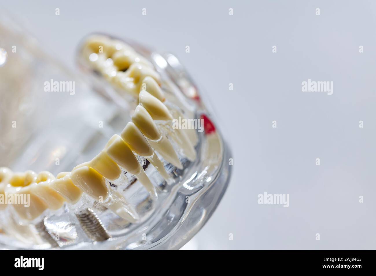Teeth education model. Shallow dof Stock Photo - Alamy