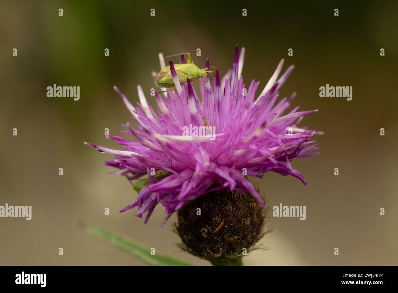 Common Knapweed flower with Capsid bugs in Bissoe Valley Nature Reserve ...