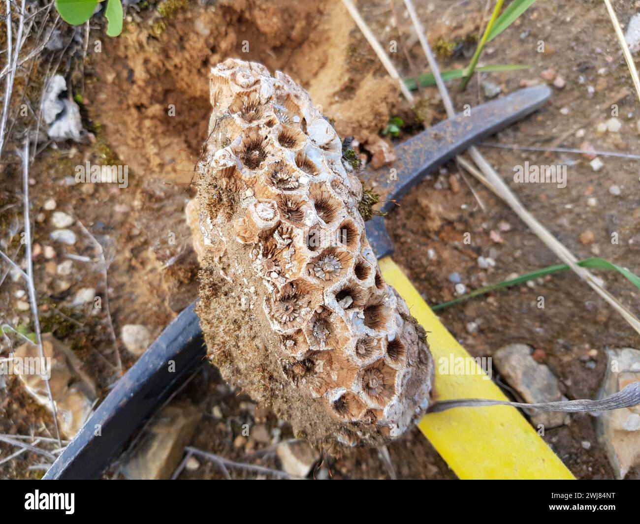 Fossilized colonial coral recovered from the ground, field photo ...