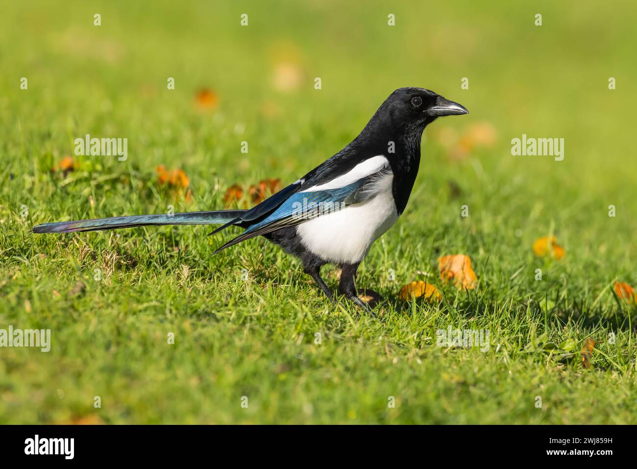 Magpie in nature hi-res stock photography and images - Alamy