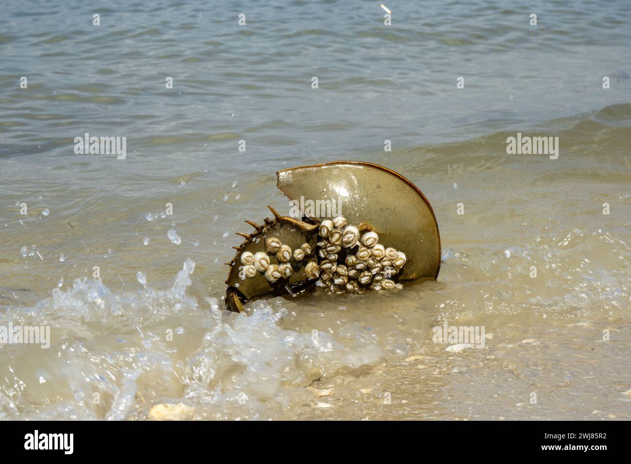 Horseshoe crab covered with barnacles caught tipped on its side by a ...