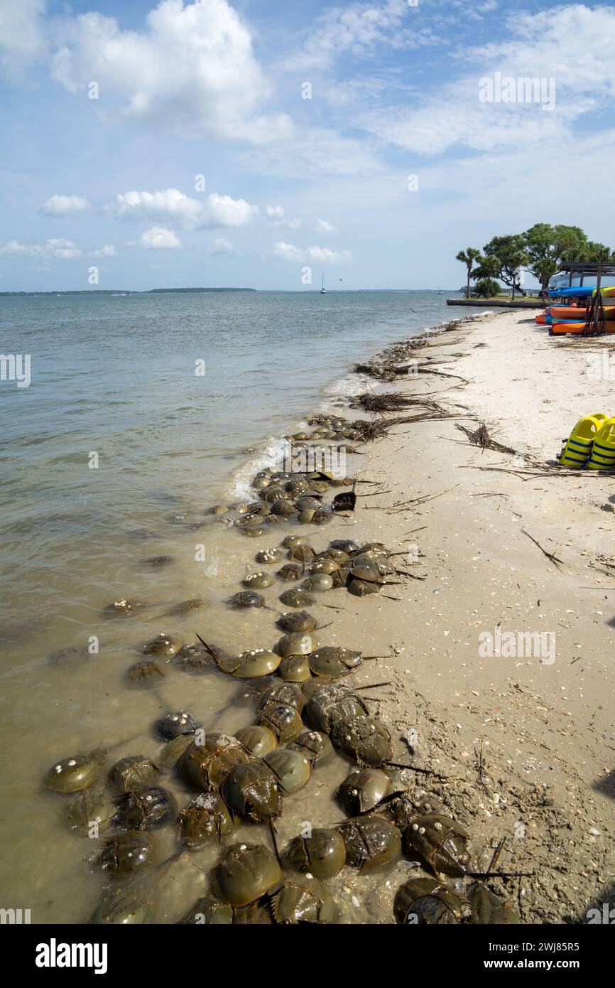 Horseshoe Crabs line a coastline beach during spawning season on a ...