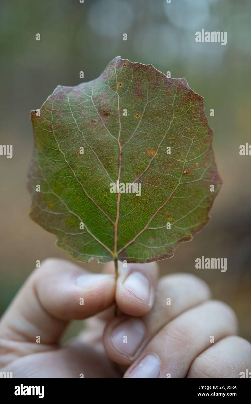 Good details of an aspen leaf. Populus tremula leaf. Tree of life ...