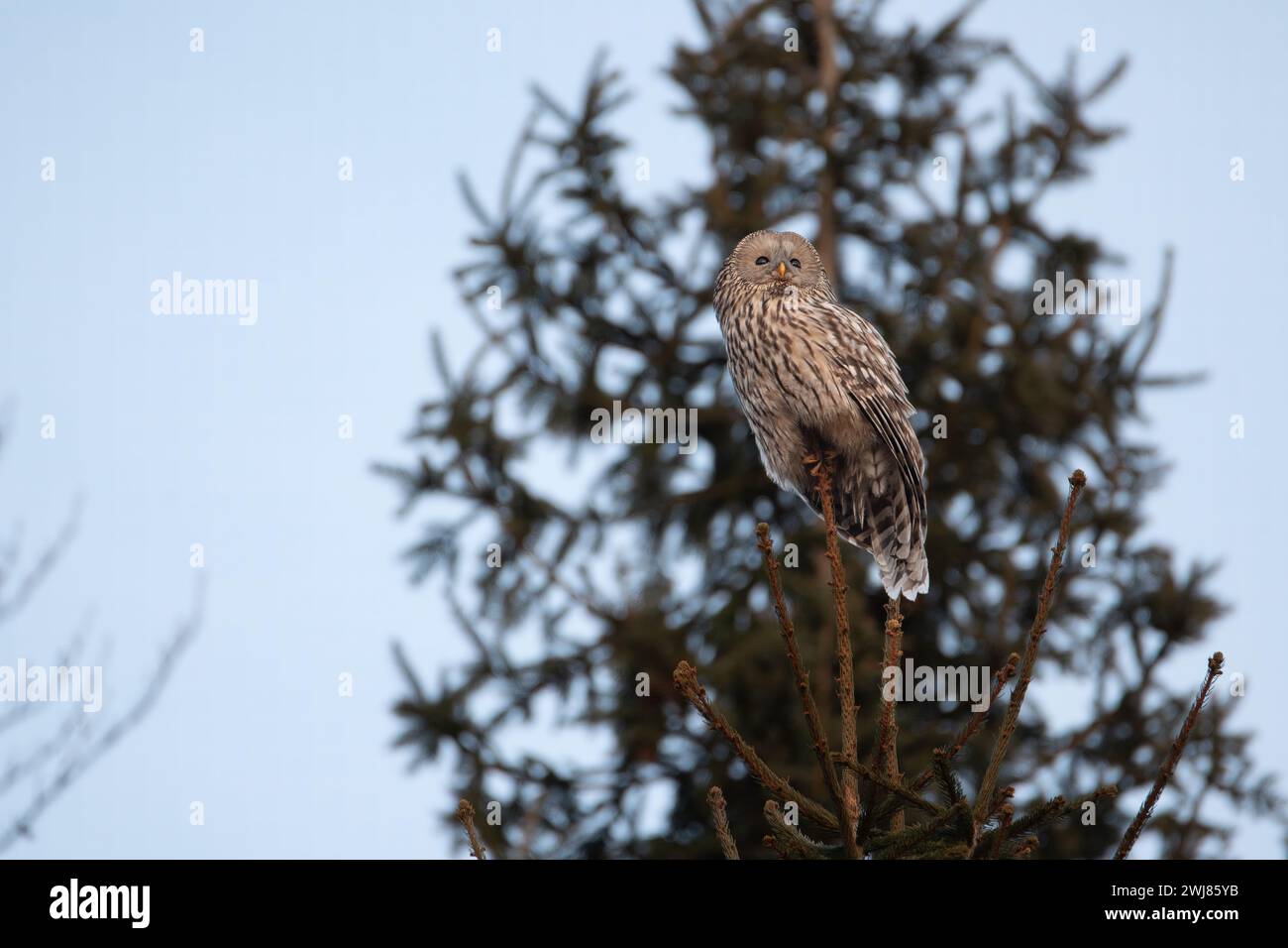 Huhurez mare hi-res stock photography and images - Alamy