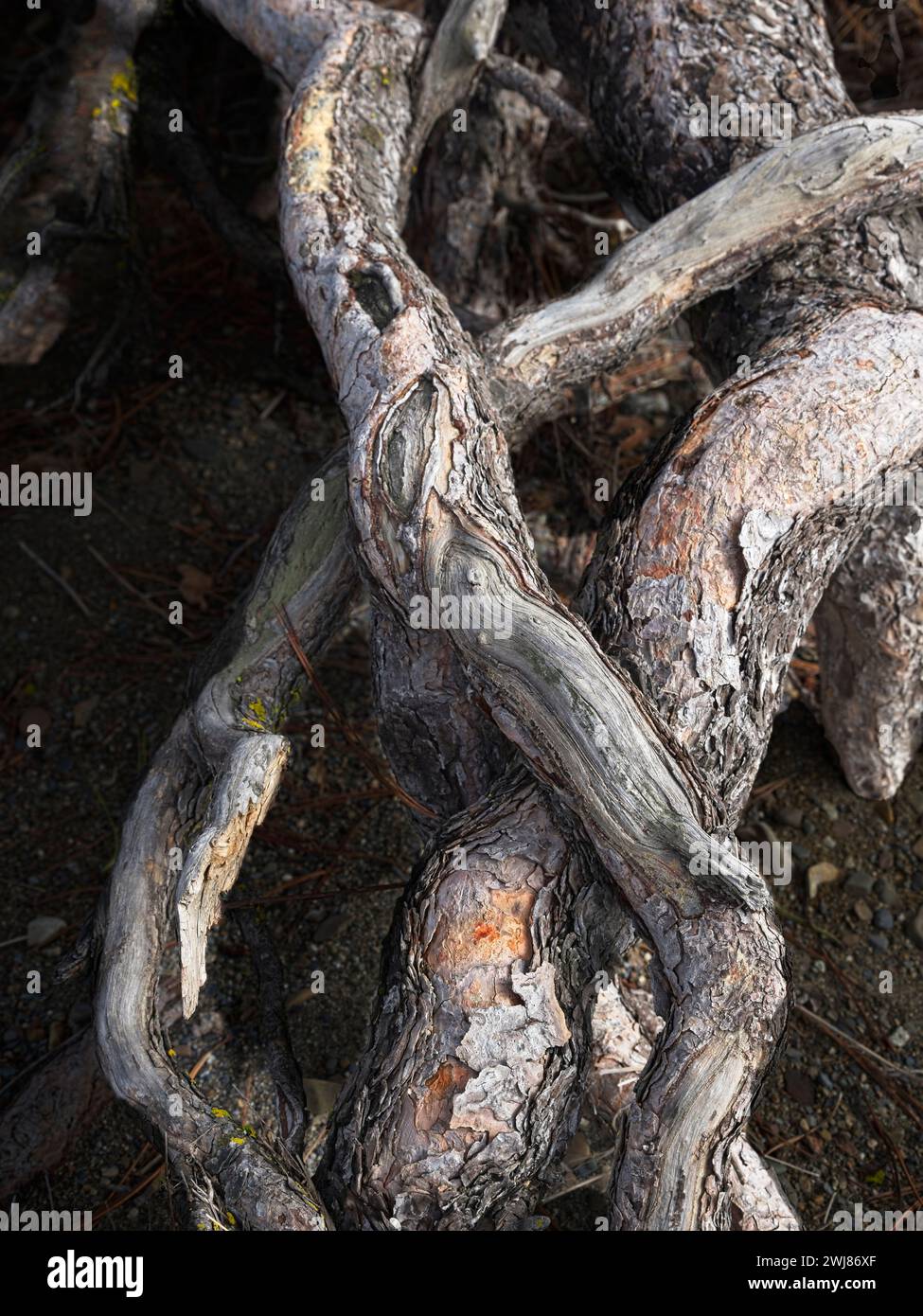 Close up of above ground tree roots from a pine tree making an abstract ...