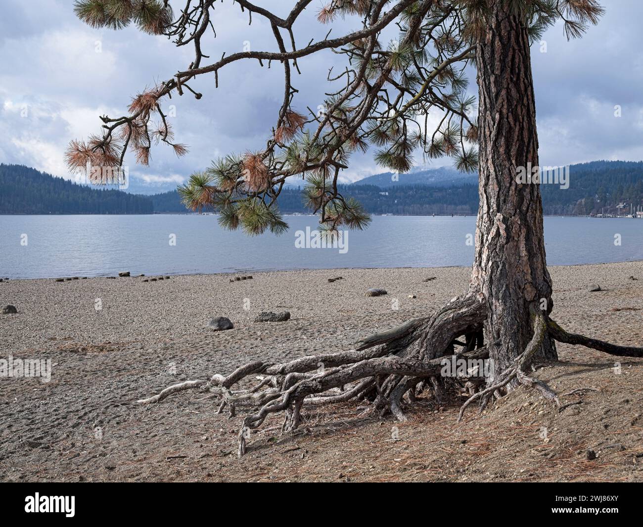 Above ground roots hi-res stock photography and images - Alamy