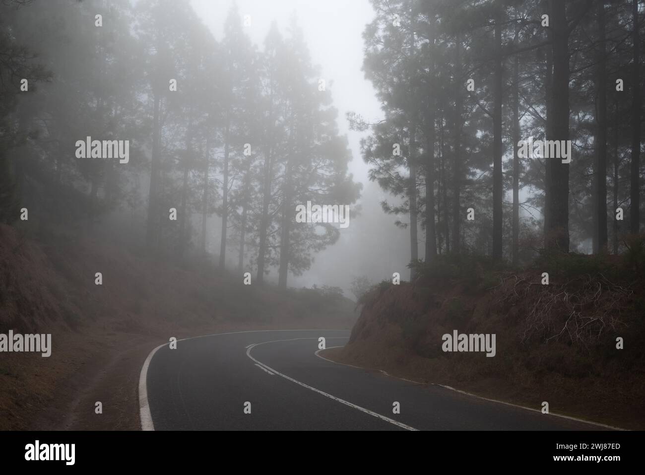 Foggy forest road. Misty nature background with pines. Mystical woods ...