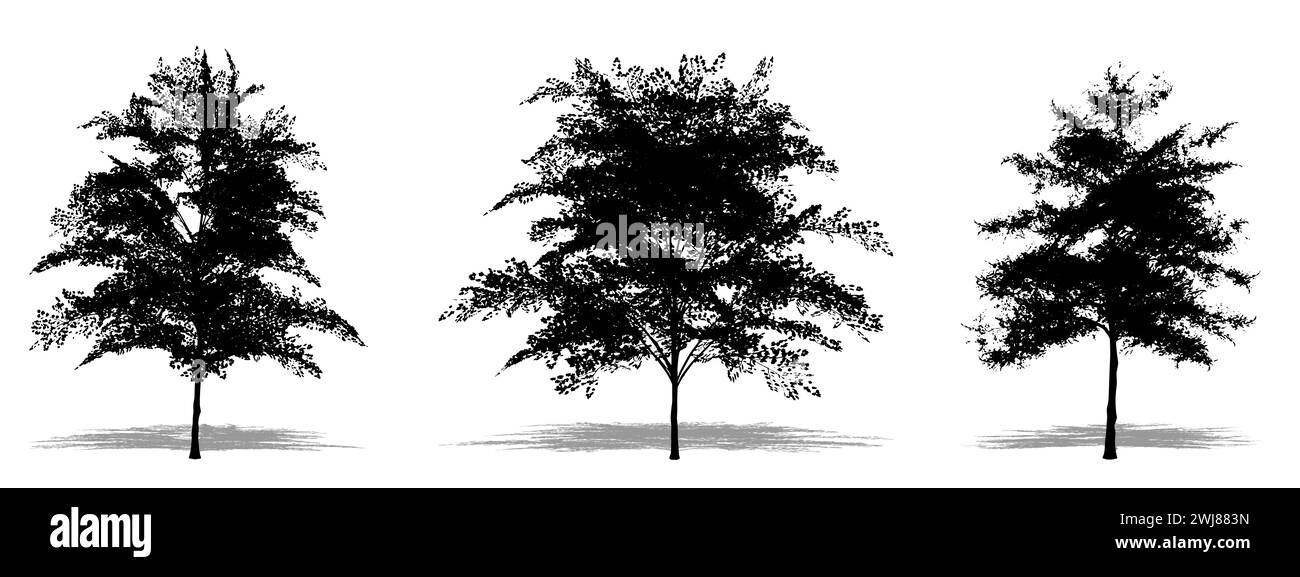 Bare Maple Tree Silhouette Acer Rubrum | Red Maple Trees For Sale
