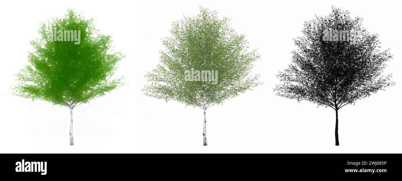 Set or collection of Japanese White Birch trees, painted, natural and ...
