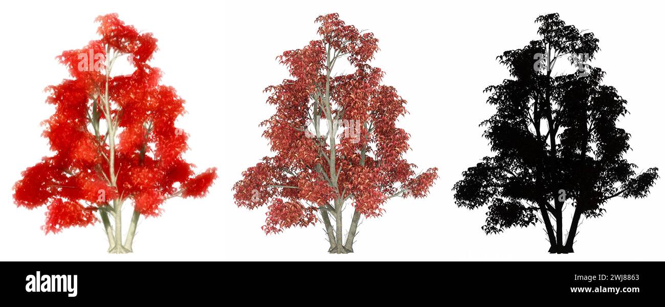 Set or collection of Kousa Dogwood trees, painted, natural and as a ...