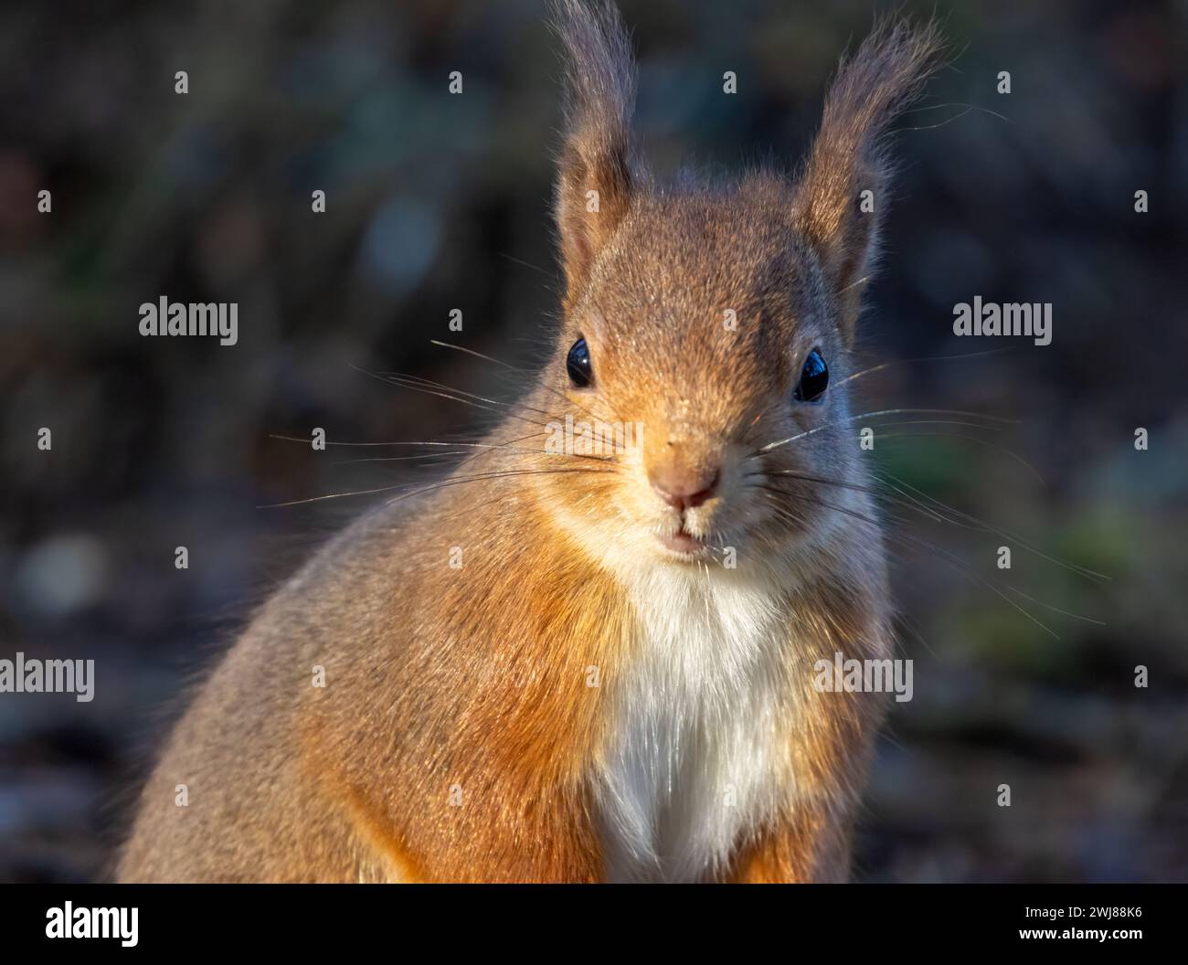 Close up portrait of a beautiful little Scottish red squirrel with ...