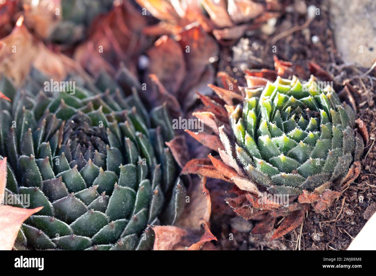 Succulents house plants hi-res stock photography and images - Alamy
