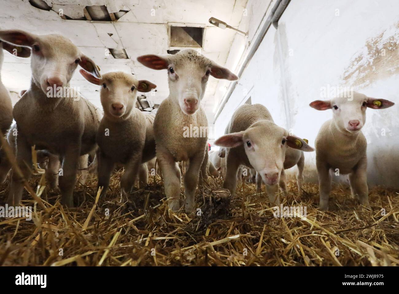 24.01.2024 / Sachsen Anhalt Sachsen-Anhalt Schäfer Marco Zink vom ...