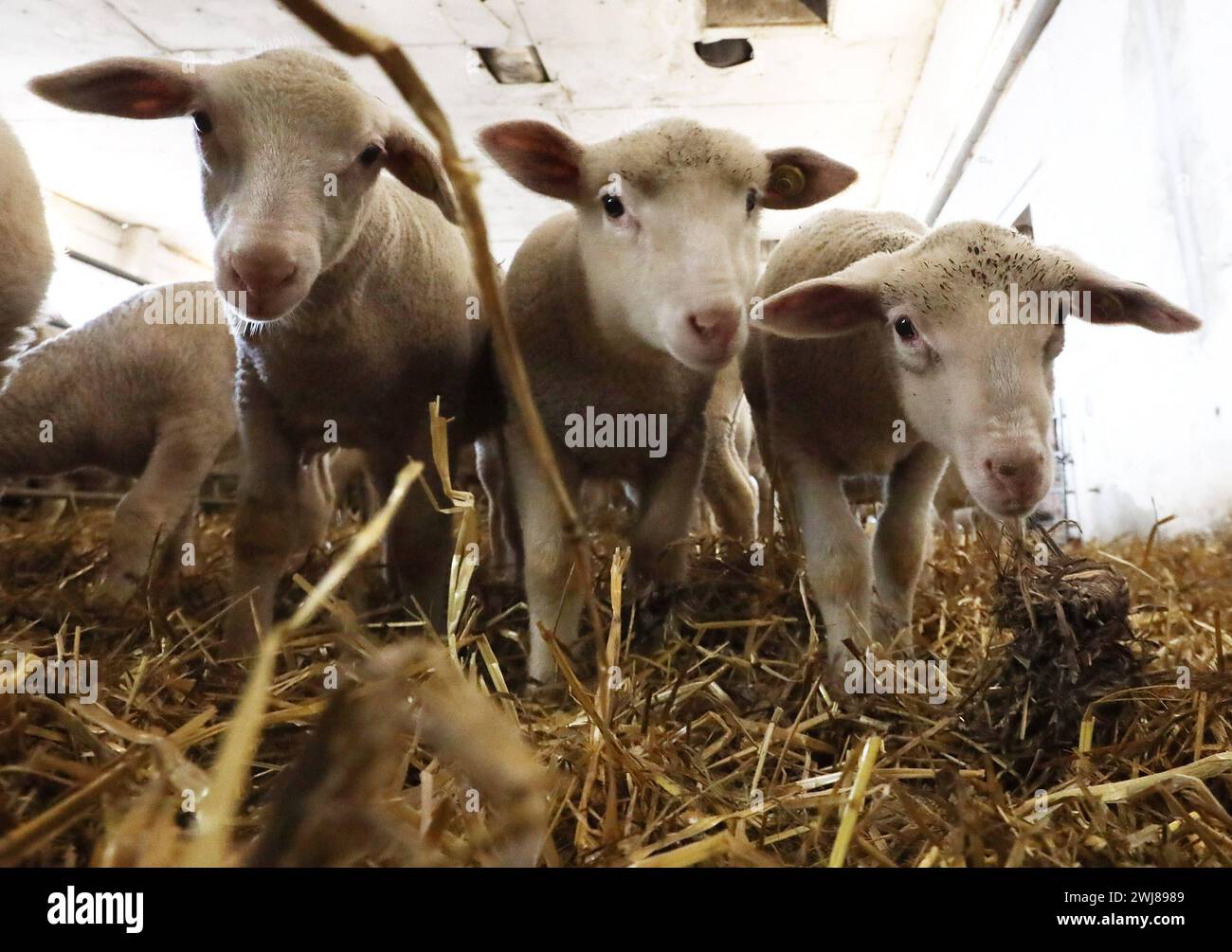 24.01.2024 / Sachsen Anhalt Sachsen-Anhalt Schäfer Marco Zink vom ...