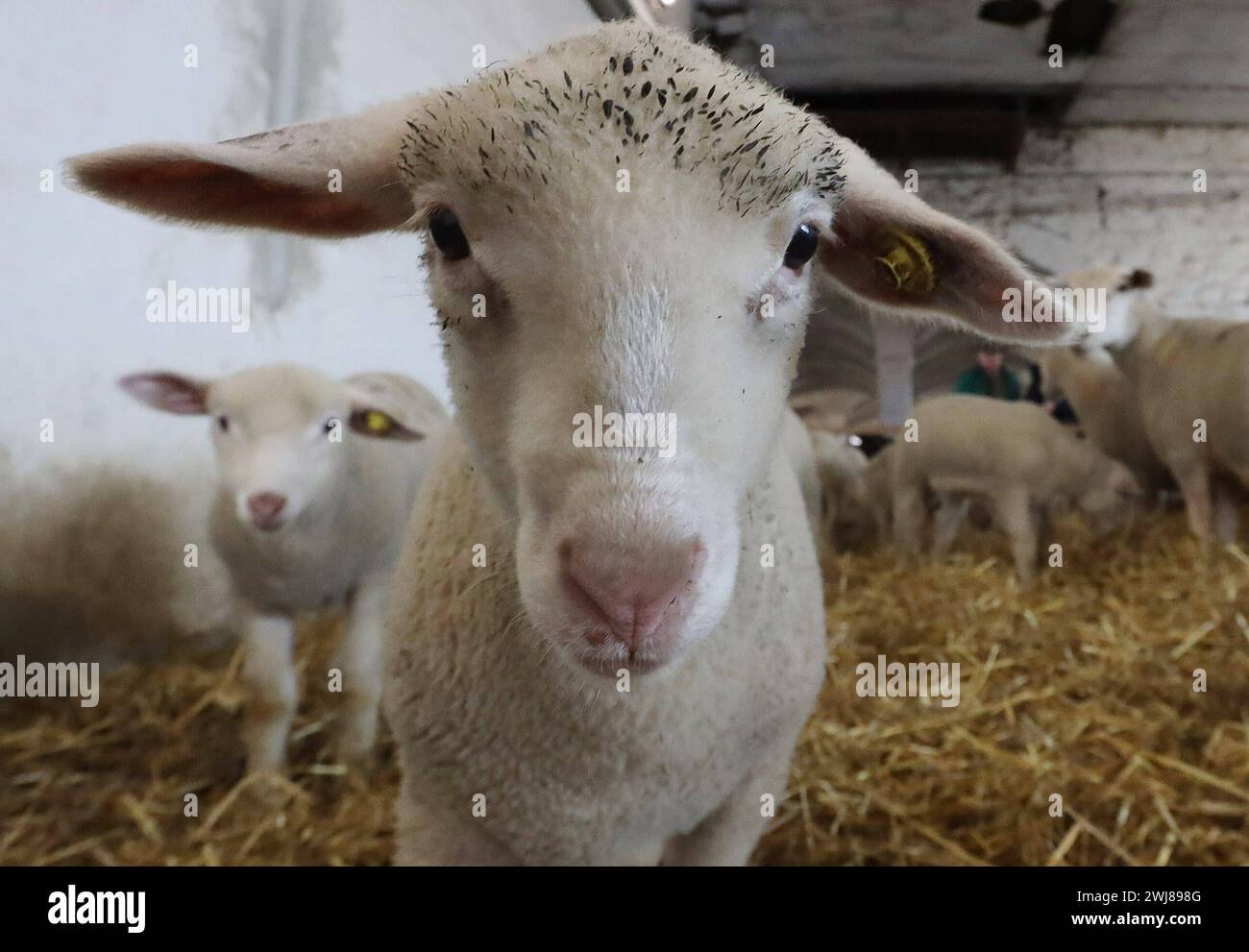 24.01.2024 / Sachsen Anhalt Sachsen-Anhalt Schäfer Marco Zink vom ...