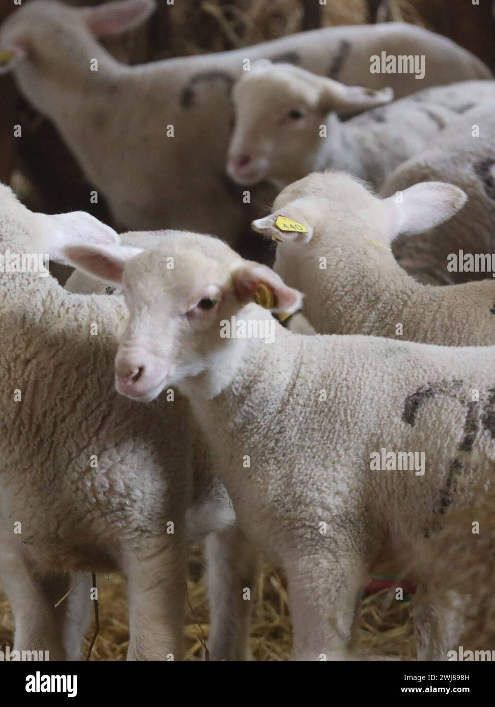 24.01.2024 / Sachsen Anhalt Sachsen-Anhalt Schäfer Marco Zink vom ...