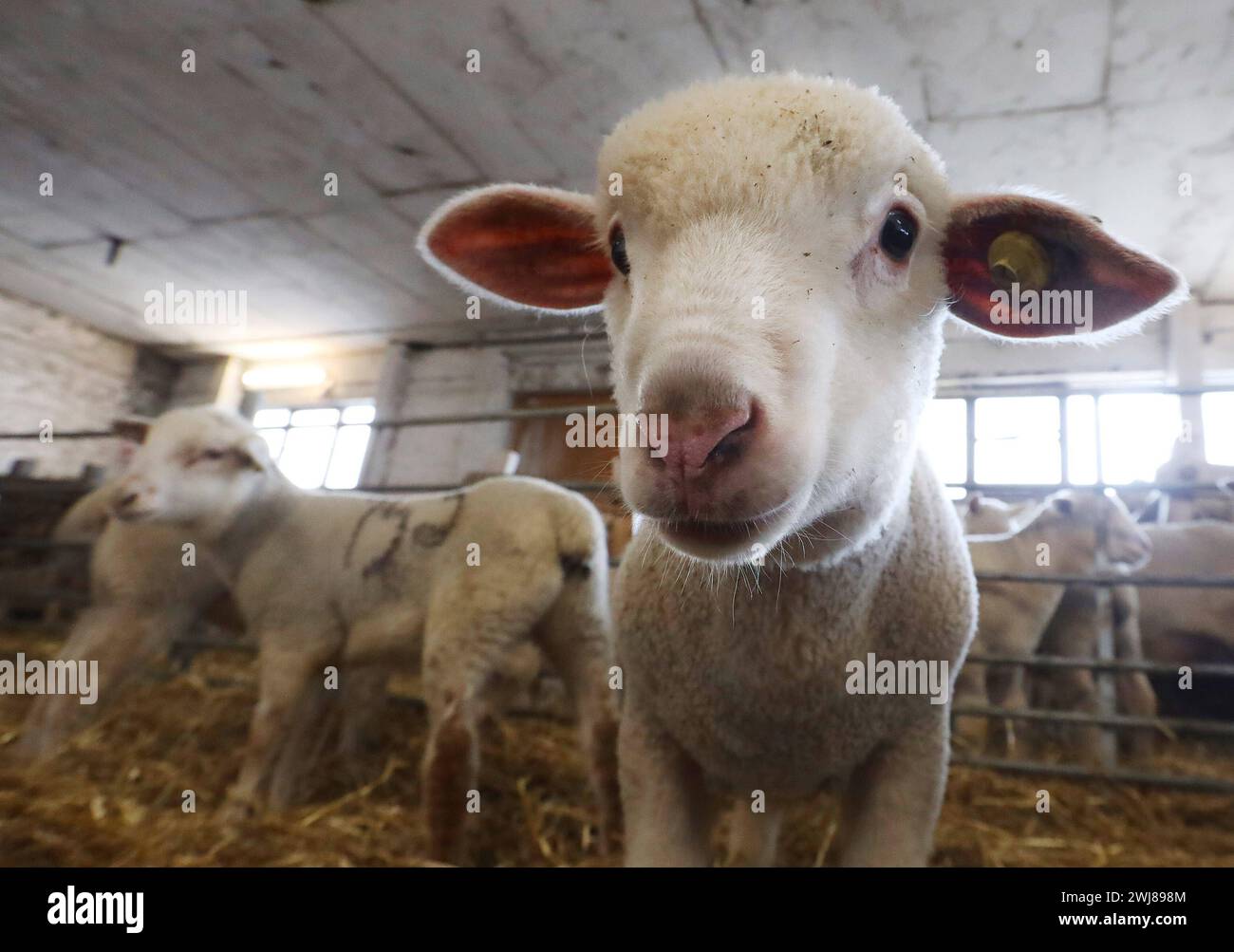 24.01.2024 / Sachsen Anhalt Sachsen-Anhalt Schäfer Marco Zink vom ...