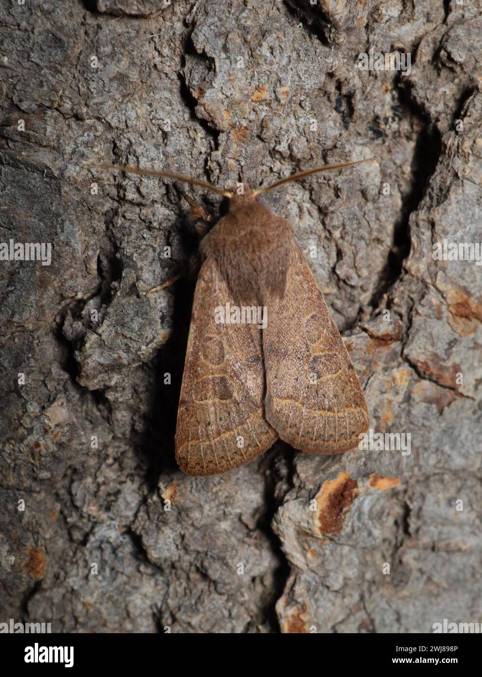 Schmetterling und schmetterlinge hi-res stock photography and images ...