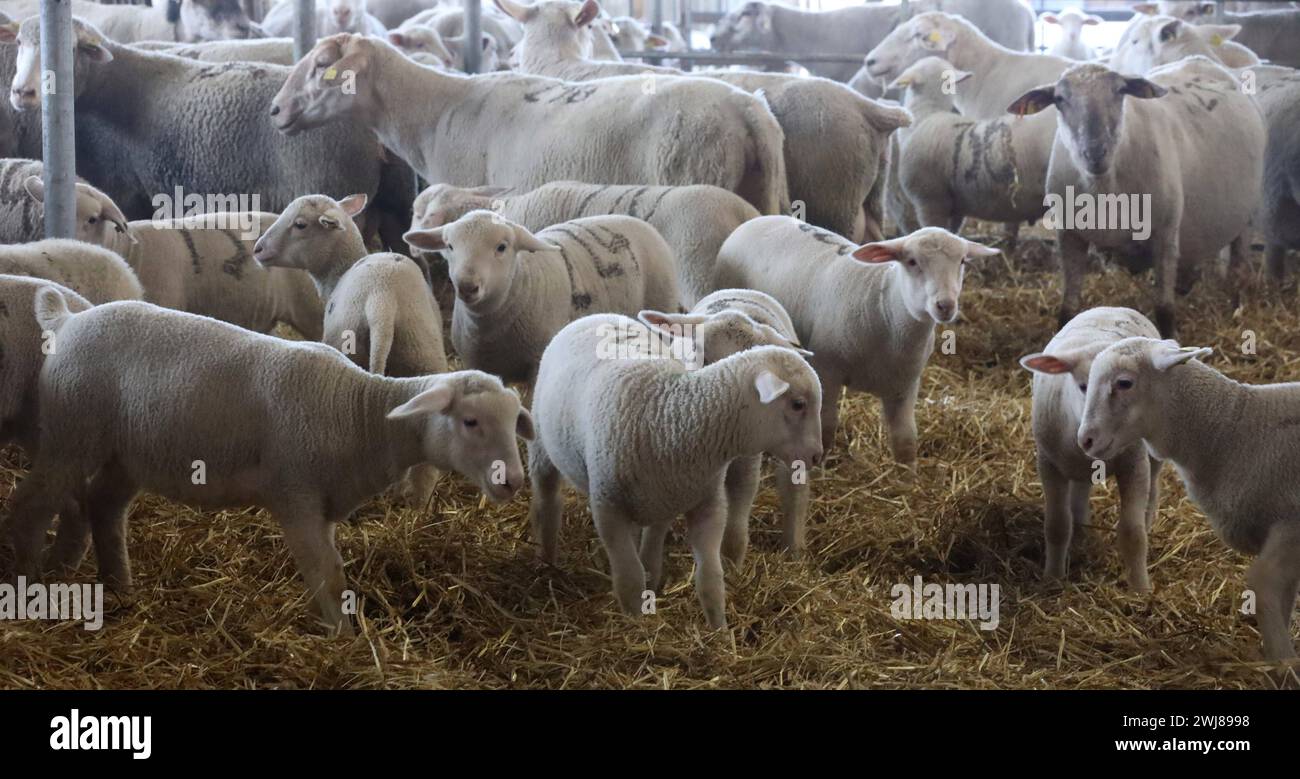 24.01.2024 / Sachsen Anhalt Sachsen-Anhalt Schäfer Marco Zink vom ...