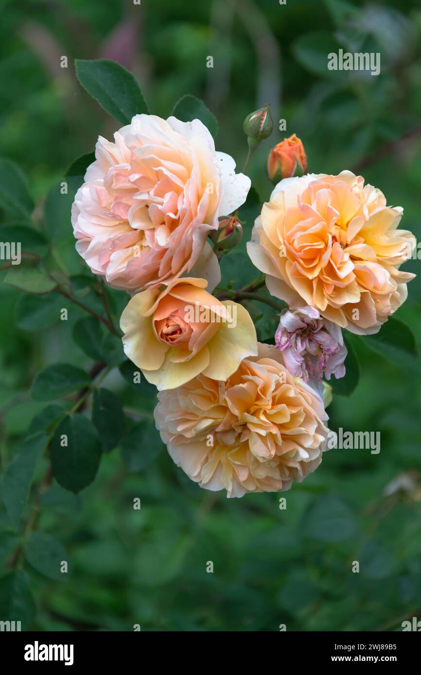 Rose port sunlight hi-res stock photography and images - Alamy