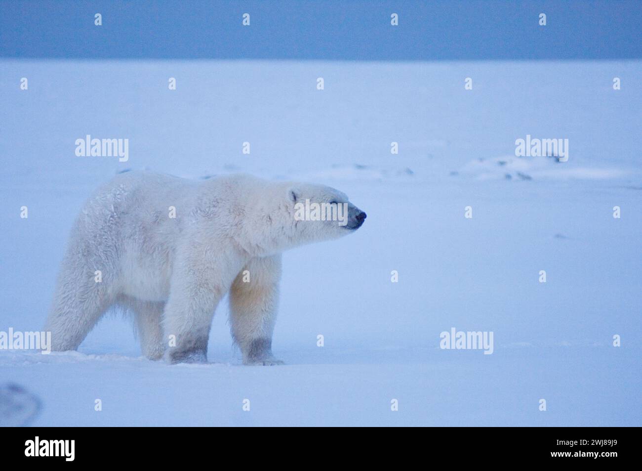 polar bear, Ursus maritimus Boar in a bone yard neck thicker then head ...
