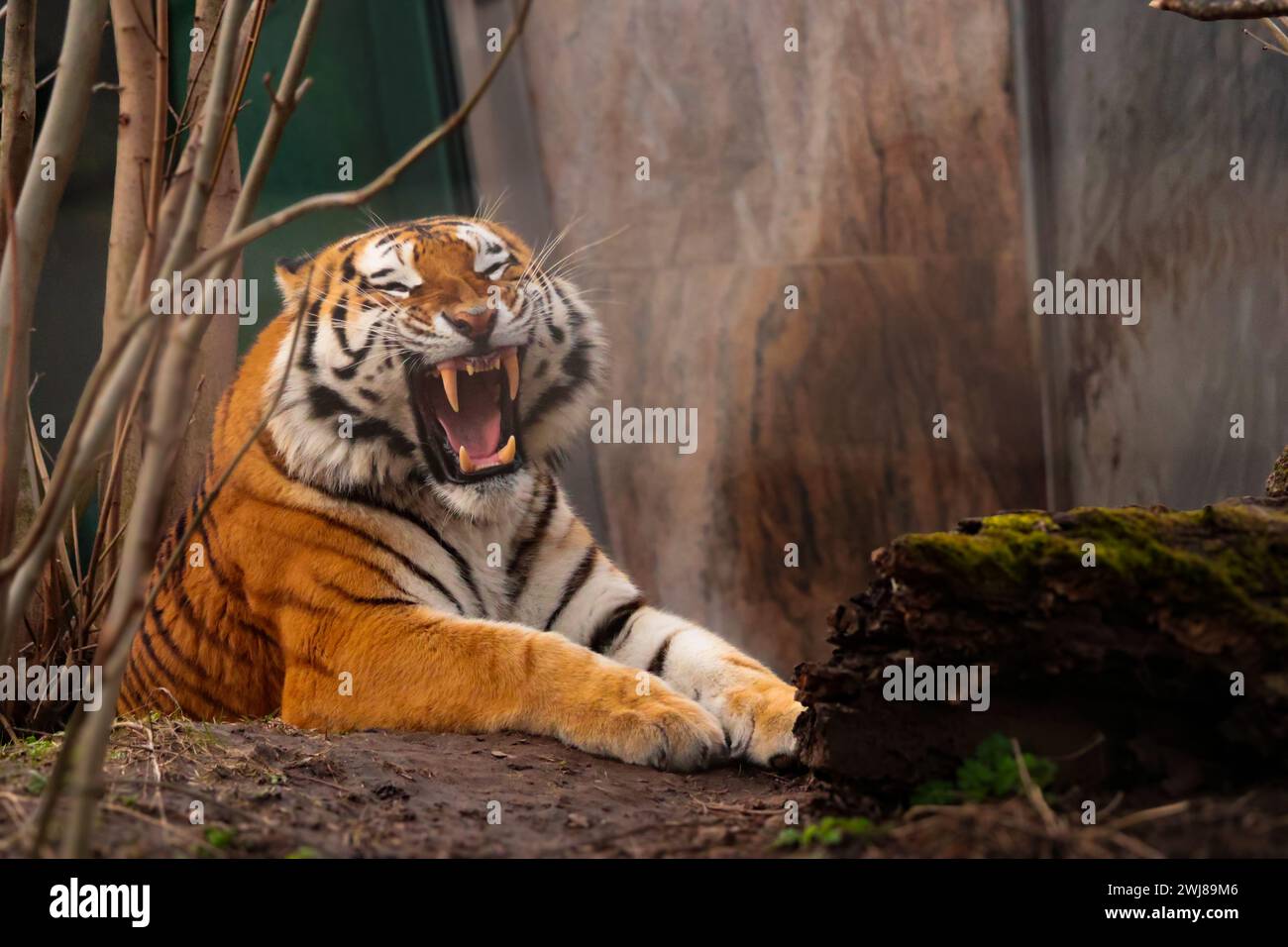 The tiger is the largest living cat species. It is most recognisable ...