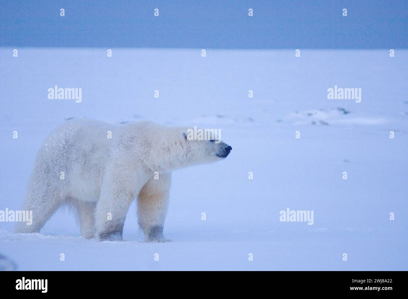 polar bear, Ursus maritimus Boar in a bone yard neck thicker then head ...
