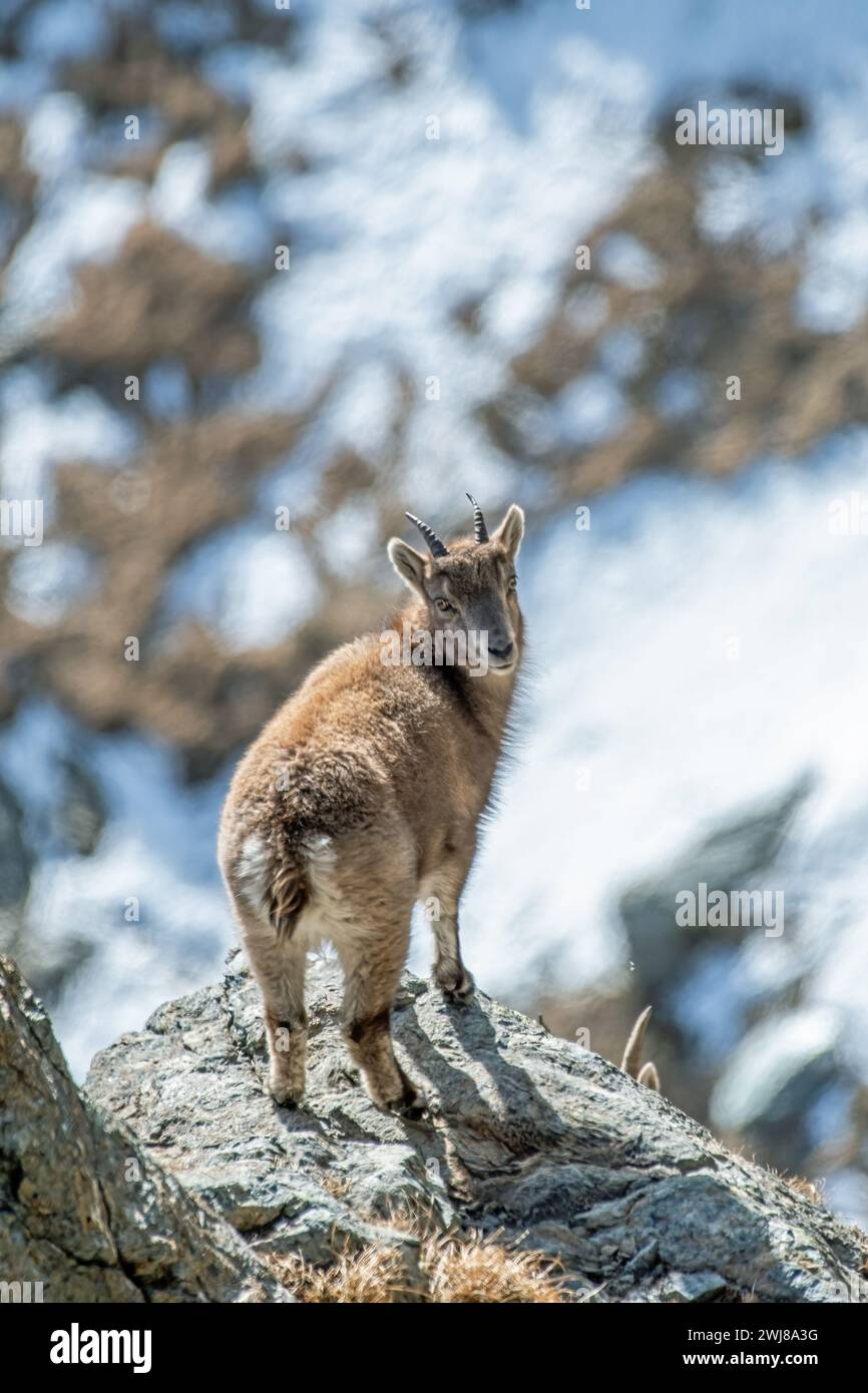 Alpine ibex (Capra ibex) standing at the edge of a precipice against ...