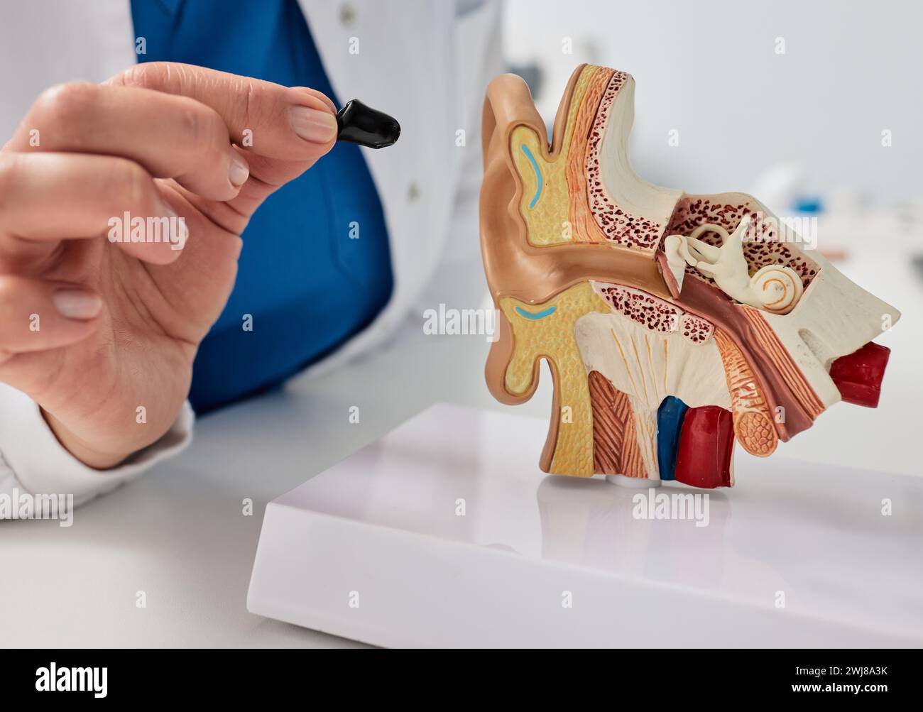doctor inserting ITC hearing aid into ear anatomical model. Treatment ...