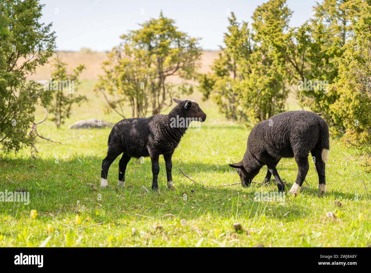 Portrait of a lambs standing in a field. Landscape caretaker. West ...