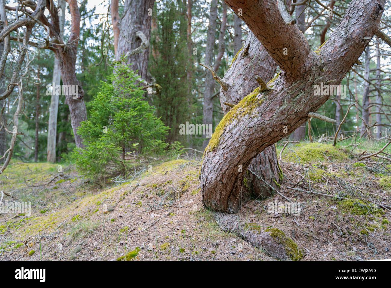Old twisted pine tree. Closeup of twisted pine tree trunk Stock Photo ...