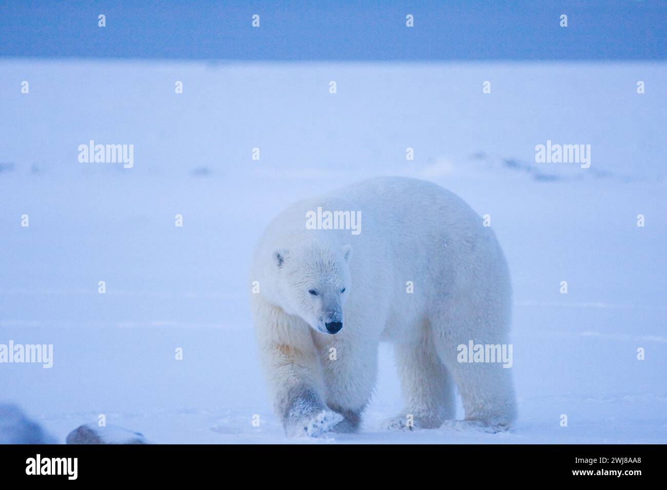 polar bear, Ursus maritimus Boar in a bone yard neck thicker then head ...