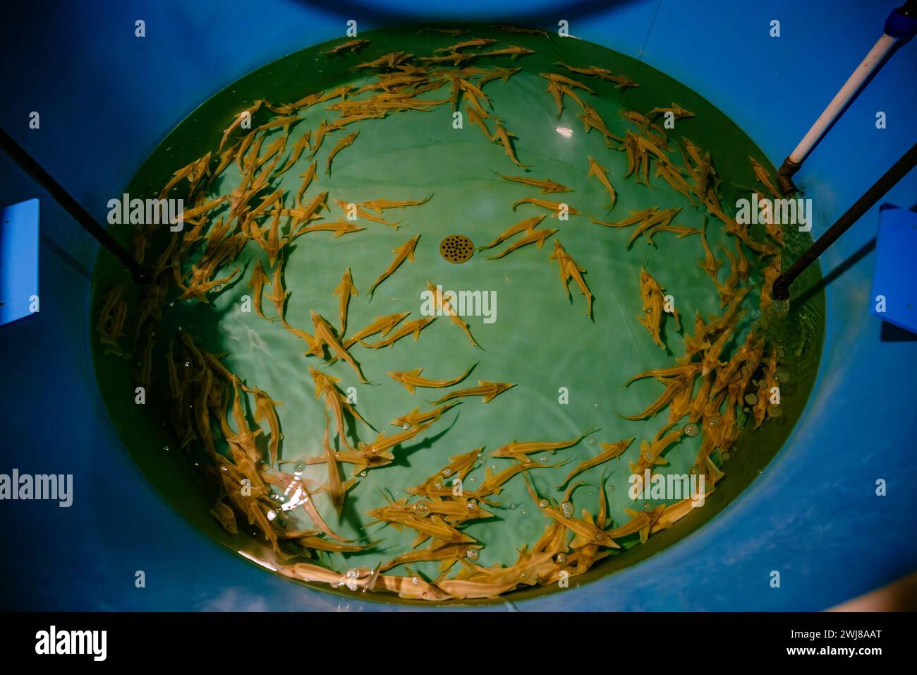 Sturgeon fry fish farm feeding hi-res stock photography and images - Alamy
