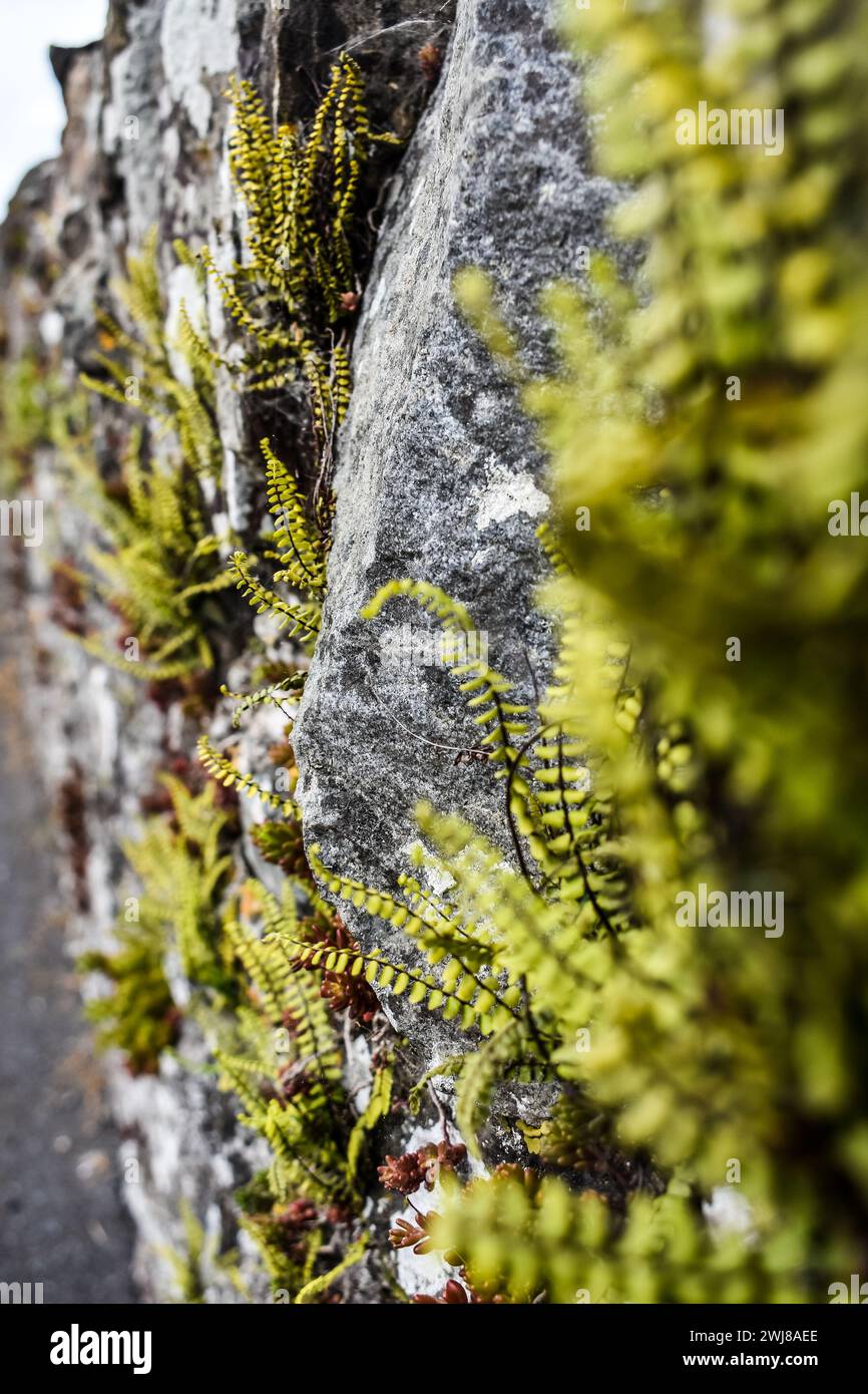 Plants Growing on Rocks Stock Photo - Alamy