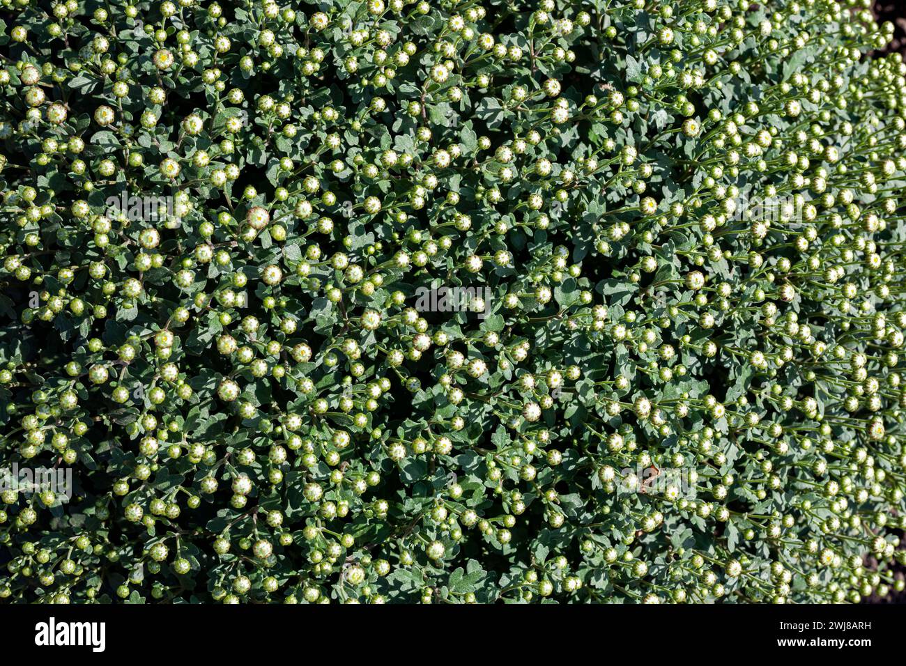 Chrysanthemum plantation at the beginning of flowering. Buds cover the ...