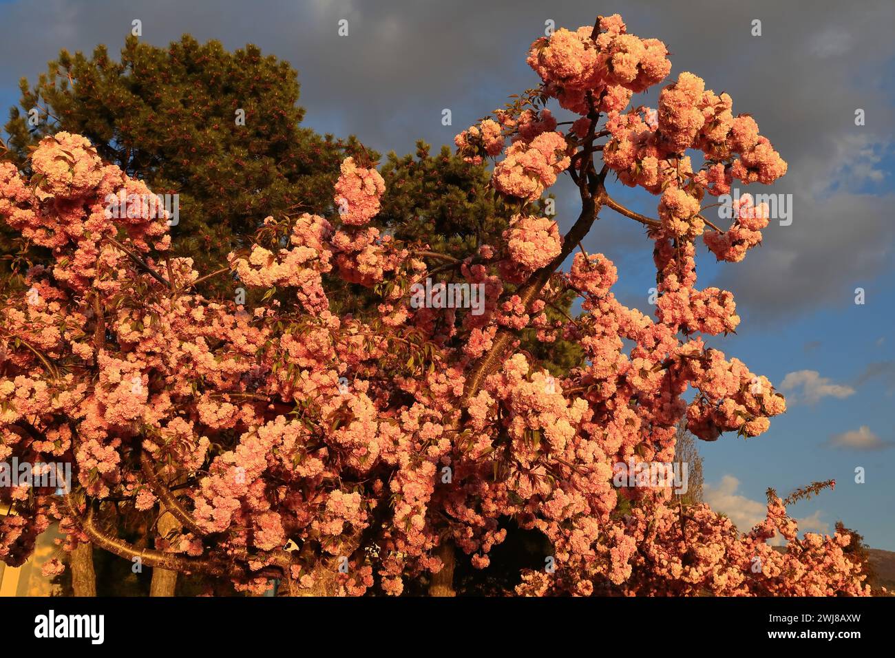 337 Kanzan cherry tree -Prunus serrulata- crowded with deep-pink ...